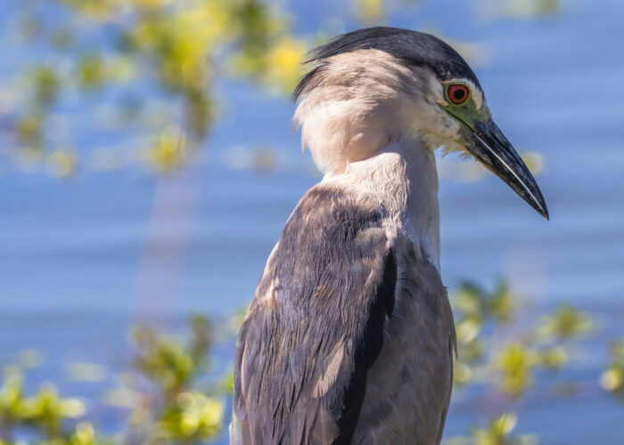 How Ava Works | Ava Community Energy